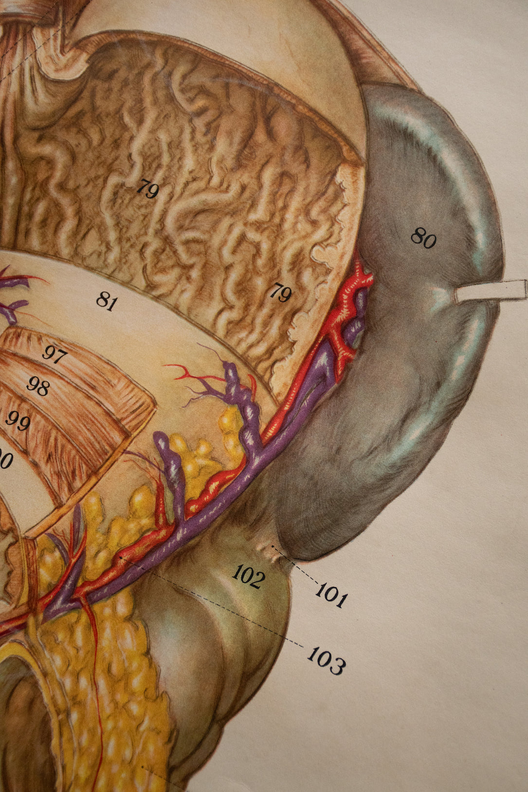 American Frohse Anatomical Charts,7 Pieces ヴィンテージ オブジェ イラスト ポスター 掛軸 ...